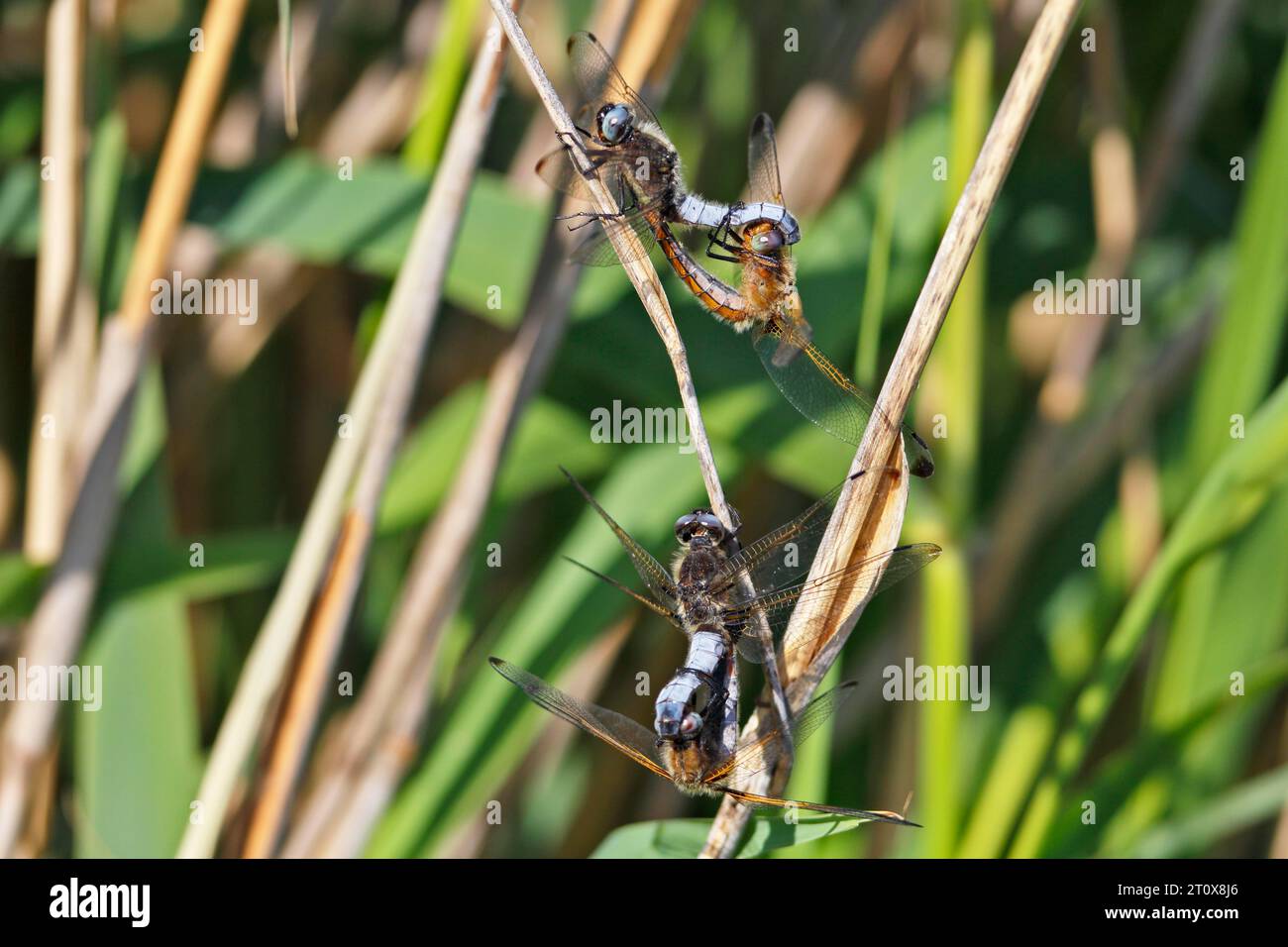Lesser blue arrow (Orthetrum coerulescens), four animals mating on a ...