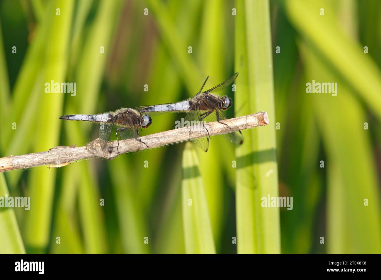 Lesser blue arrow (Orthetrum coerulescens), two animals on a reed stalk ...
