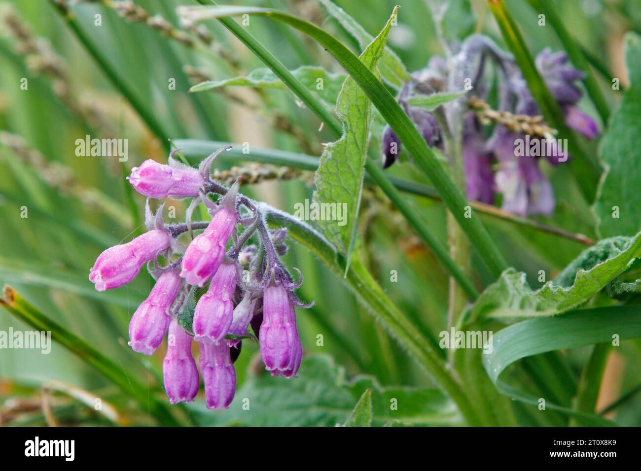 Comfrey (Symphytum officinale), inflorescence, purple morph, medicinal ...