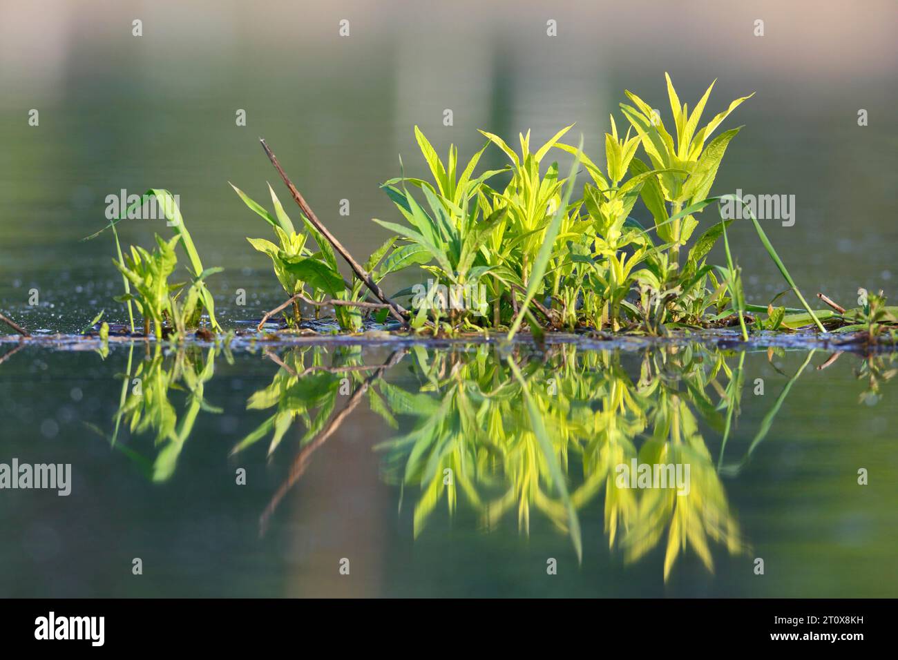Floating vegetation in water with reflection, Peene Valley River ...
