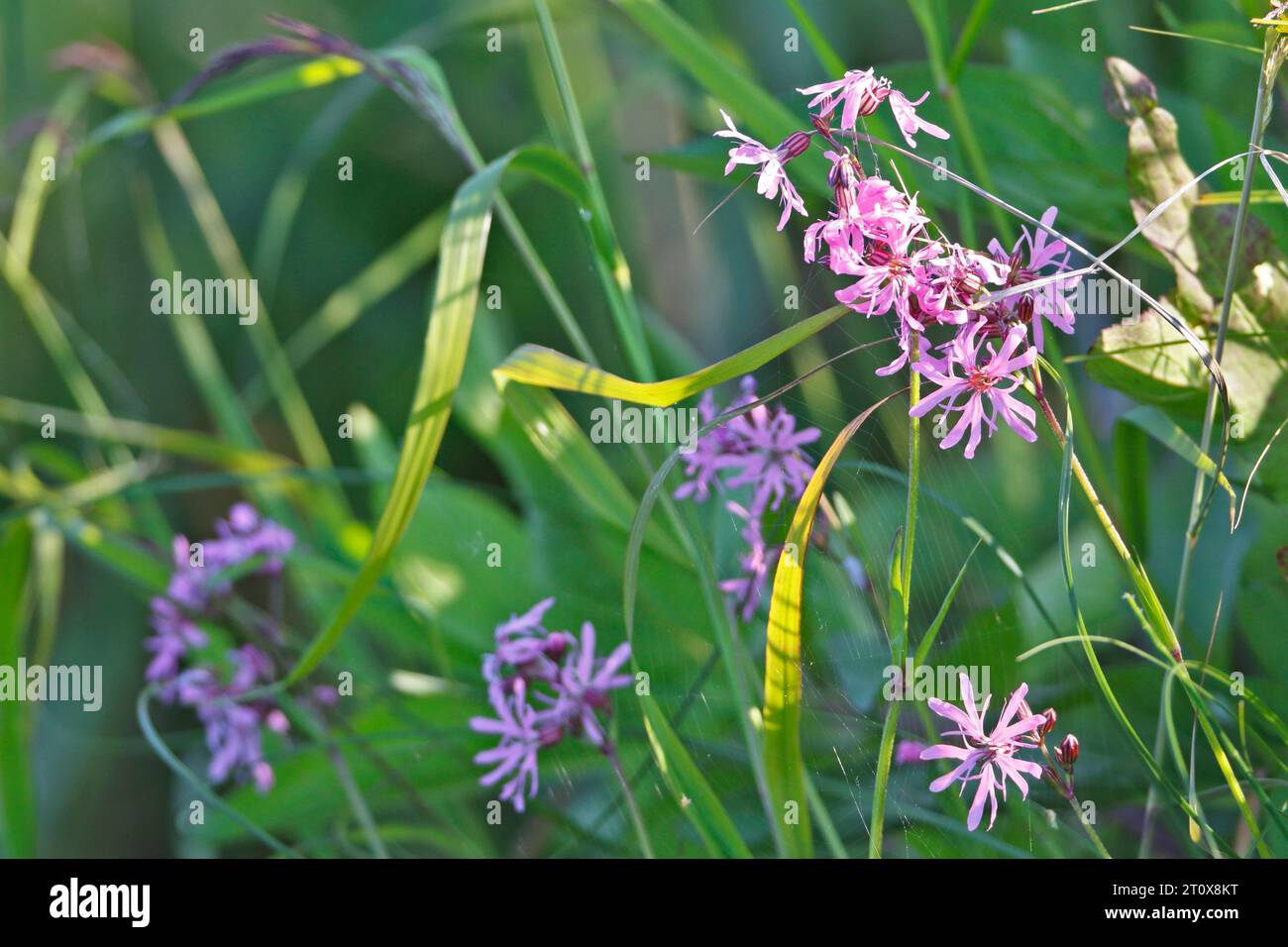 Cuckoo's campion (Silene flos-cuculi), flower, Peene Valley River ...