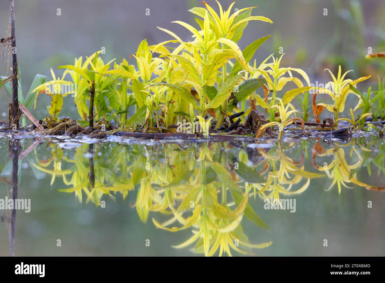 Floating vegetation in water with reflection, Peene Valley River ...
