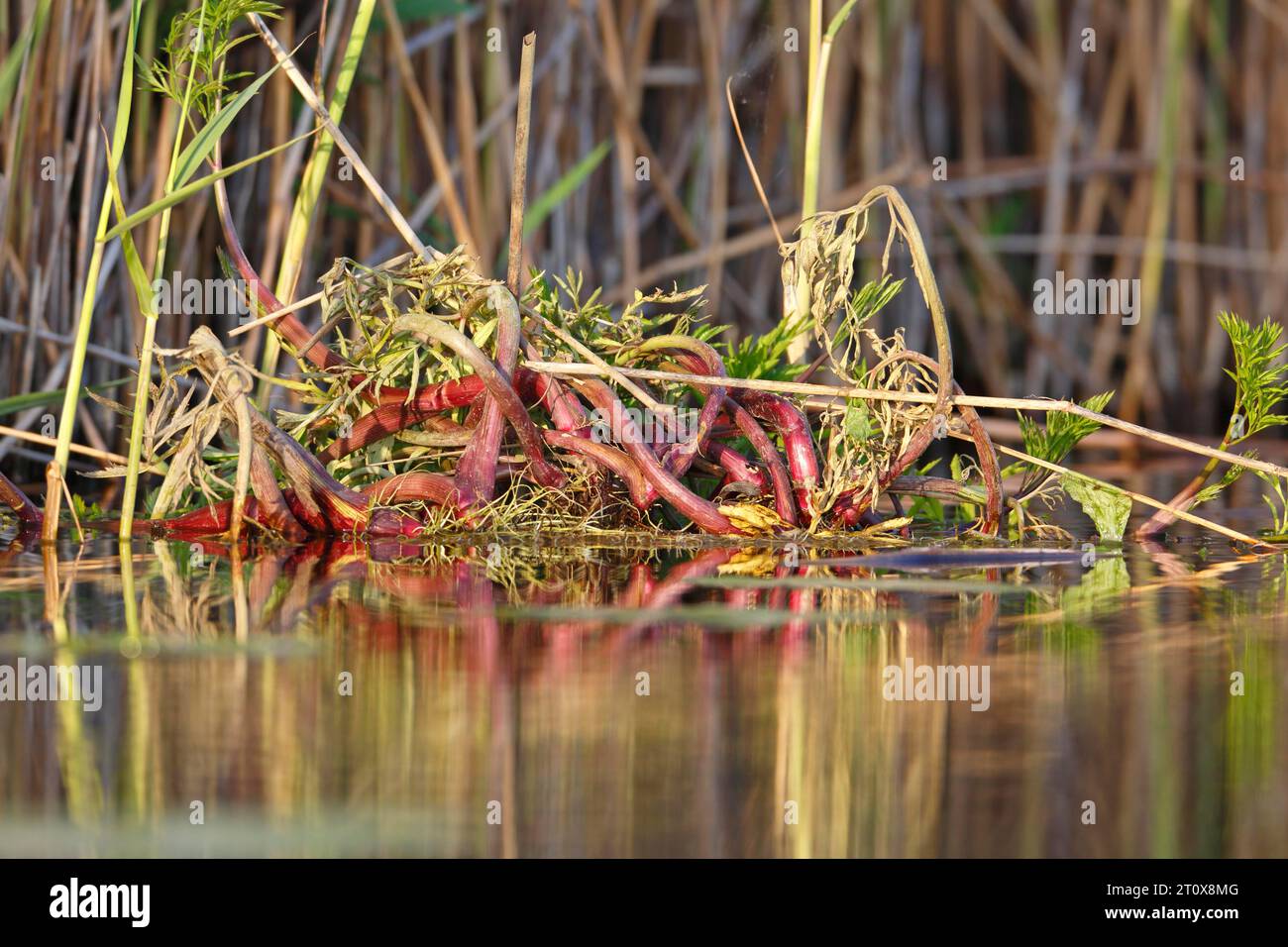 Floating vegetation in the water, Peene Valley River Landscape nature ...