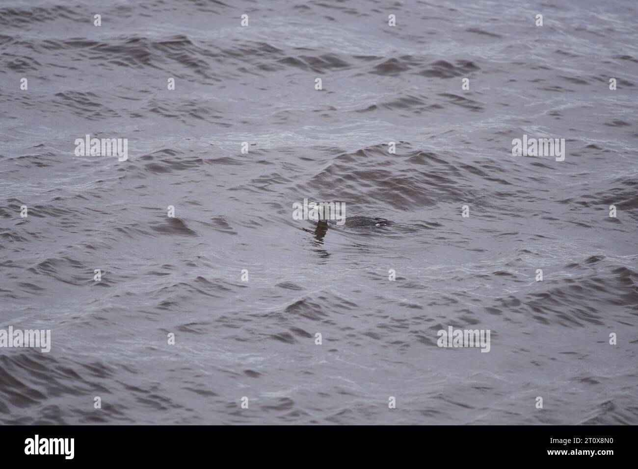 Loon swimming underwater hi-res stock photography and images - Alamy