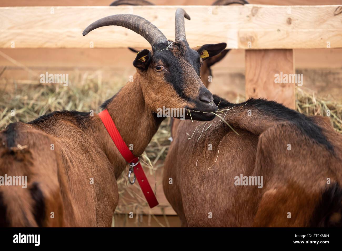 Keeping goats in a stable, Bunte Deutsche Edelziege, Stuttgart, Baden ...