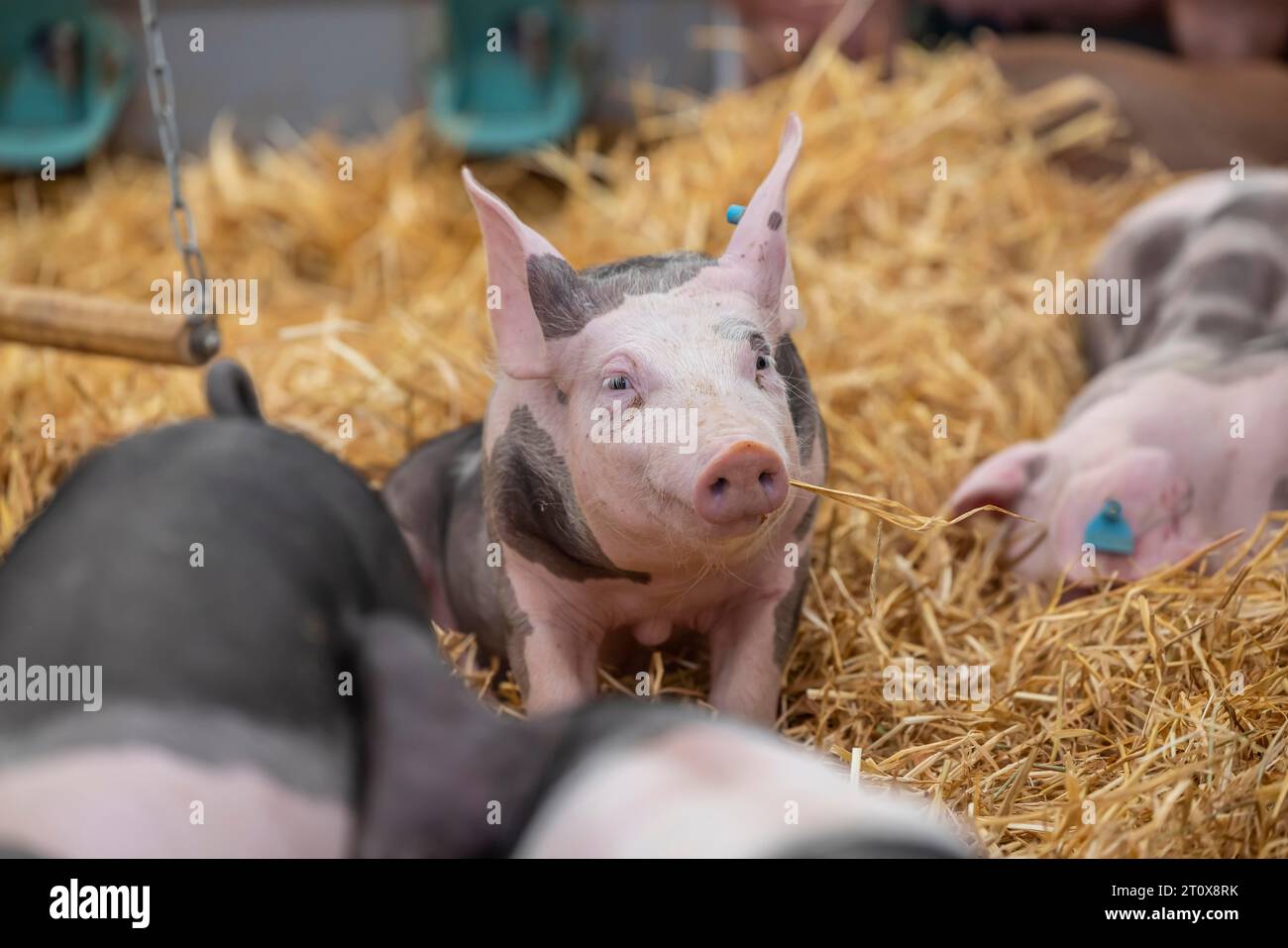 Fattening farm hi-res stock photography and images - Alamy