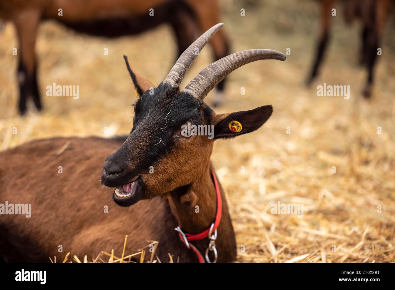 Keeping goats in a stable, Bunte Deutsche Edelziege, Stuttgart, Baden ...