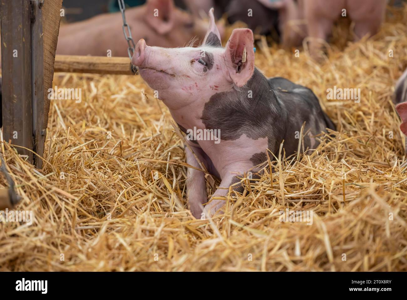 Piglets in species-appropriate husbandry, pigs in a fattening farm ...
