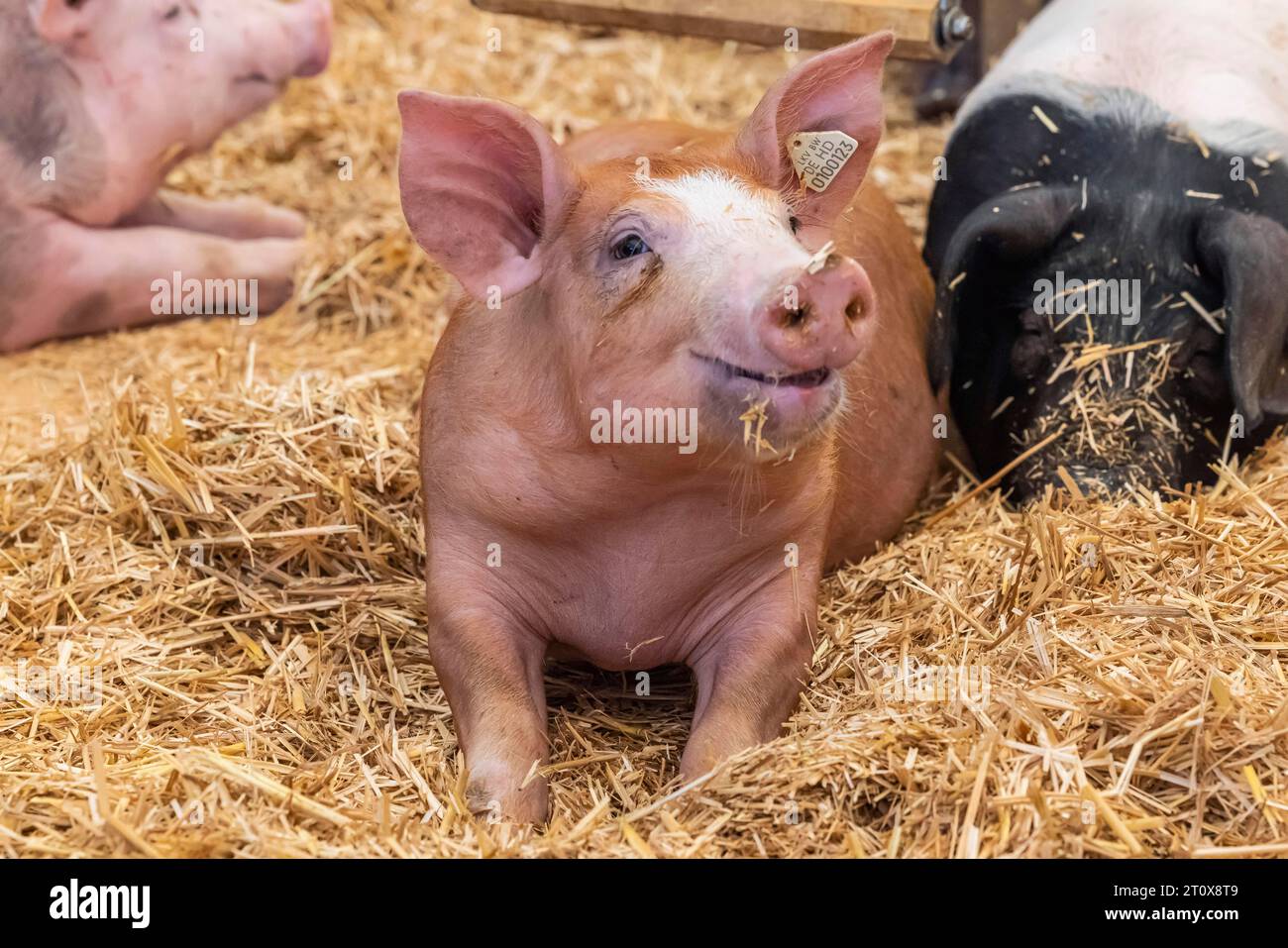Piglets in species-appropriate husbandry, pigs in a fattening farm ...