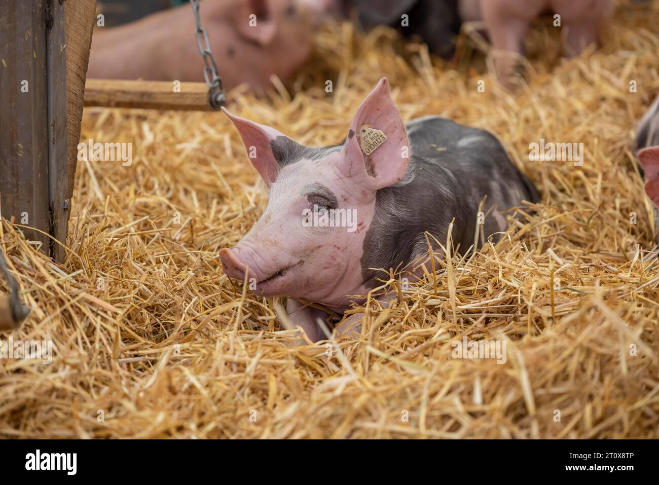 Piglets in species-appropriate husbandry, pigs in a fattening farm ...