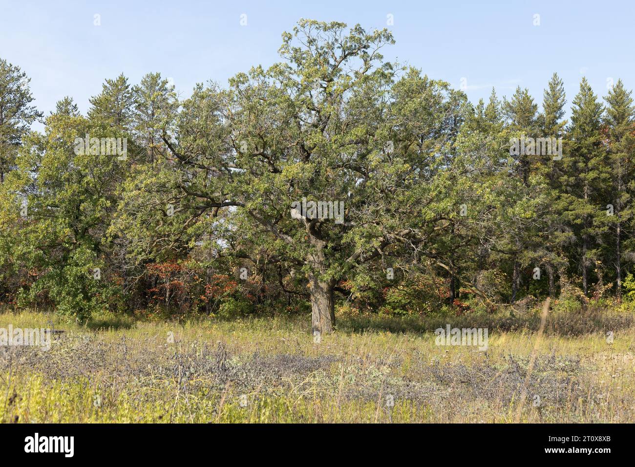 A prairie in early autumn in Minnesota Stock Photo - Alamy