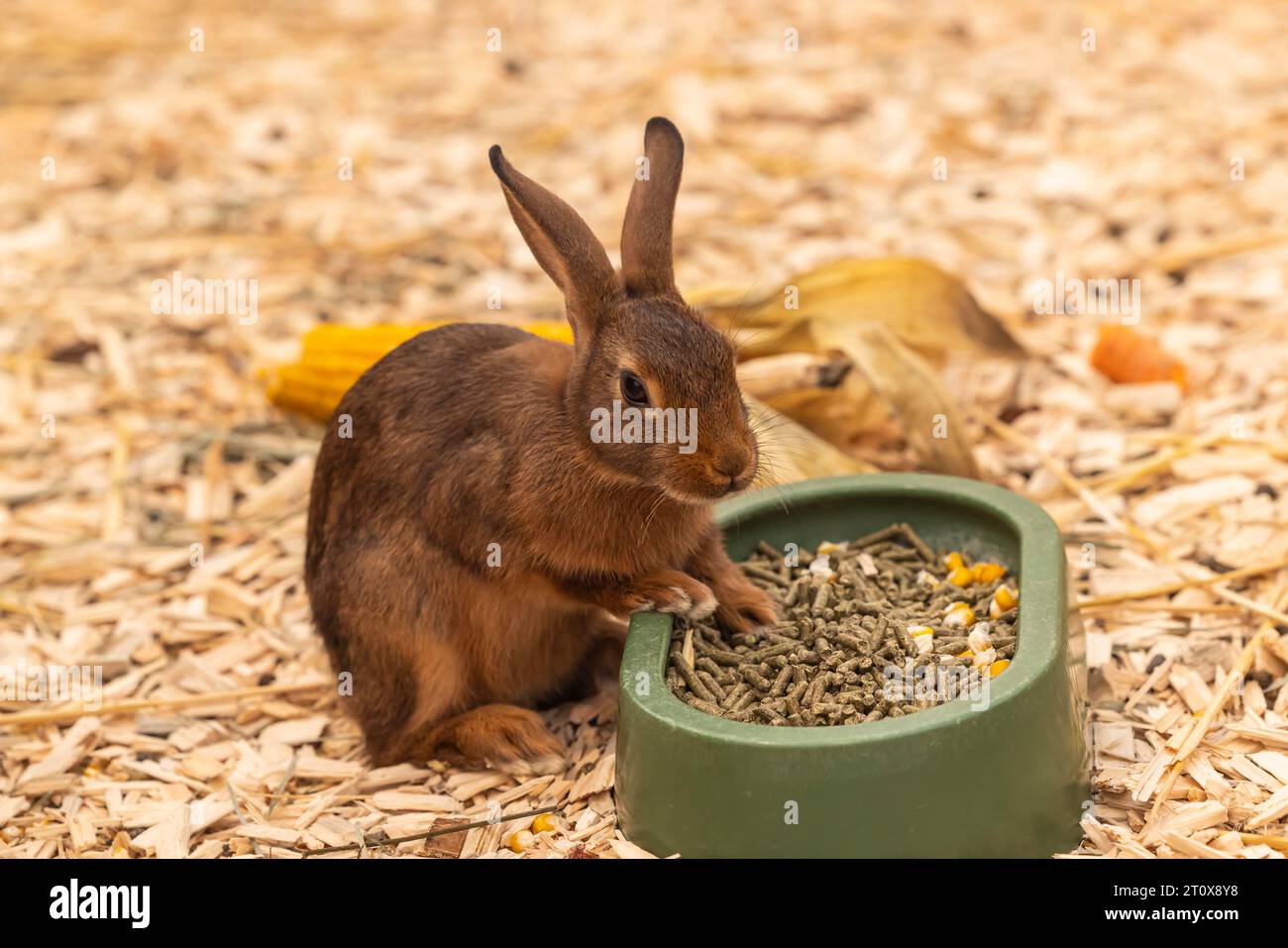 Chestnut brown hi-res stock photography and images - Alamy