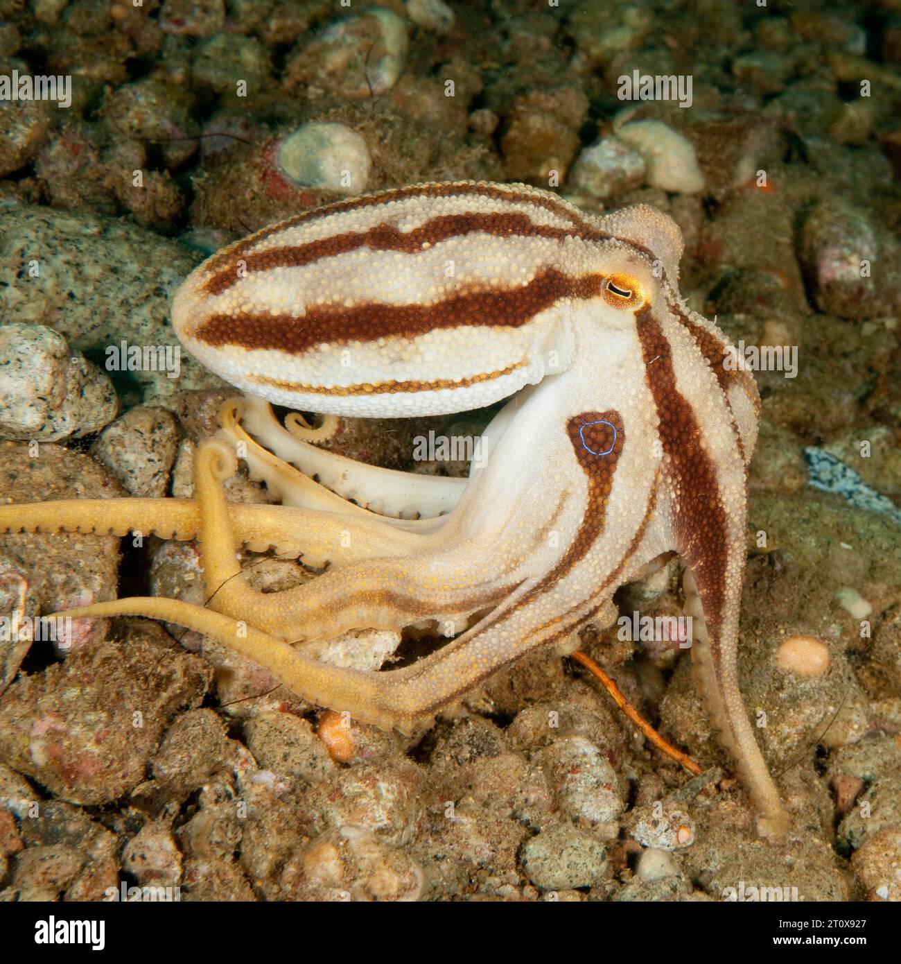 Small venomous octopus (Octopus mototi) Two-ringed octopus with two ...