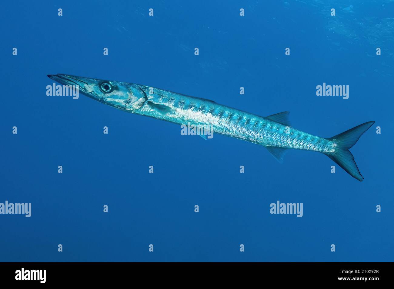 Close-up of European barracuda Mediterranean barracuda (Sphyraena ...