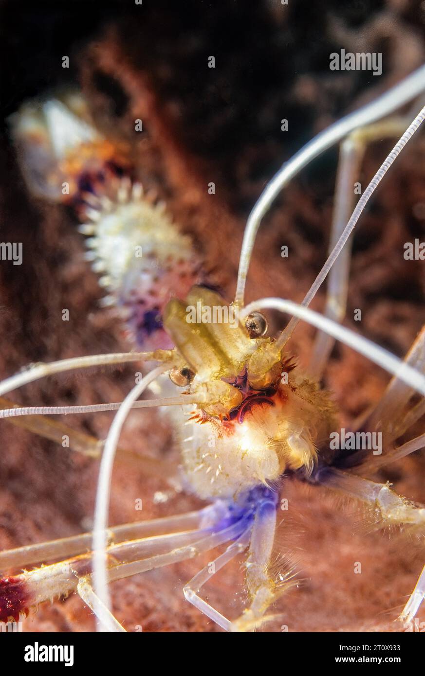 Extreme close up of red and white cleaner shrimp (Stenopus hispidus ...
