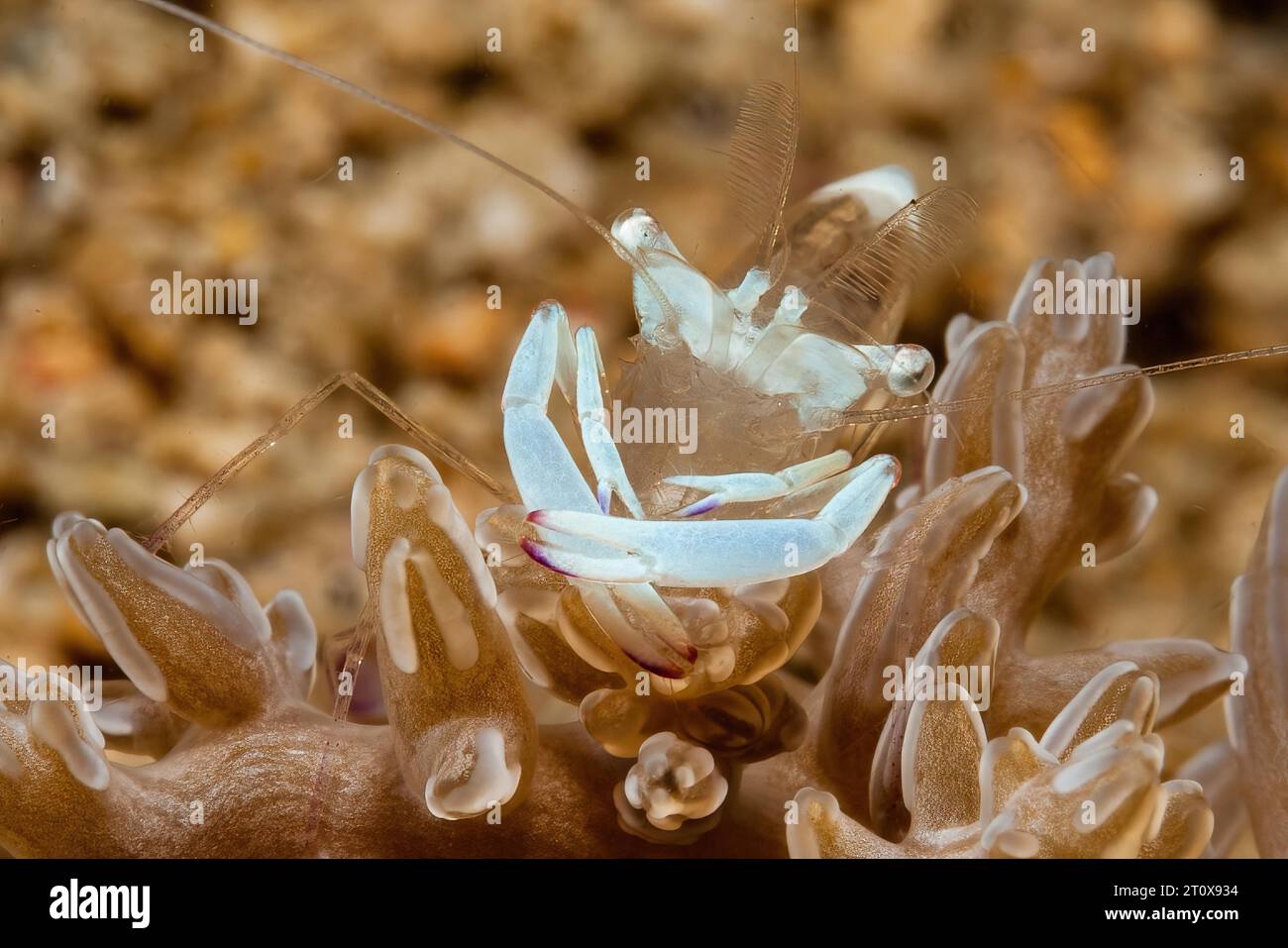 Extreme close-up of splendid partner shrimp (Ancylomenes magnificus ...