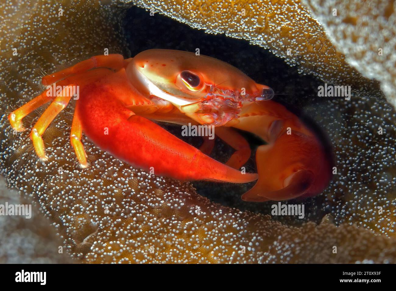 Close-up of red coral crab (Trapezia formosa) showing typical behaviour ...