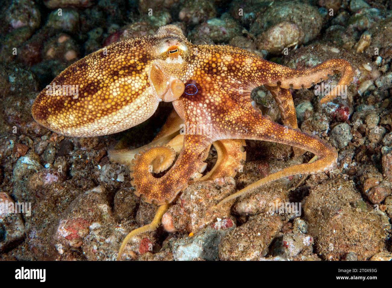 Small venomous octopus (Octopus mototi) Two-ringed octopus with two ...