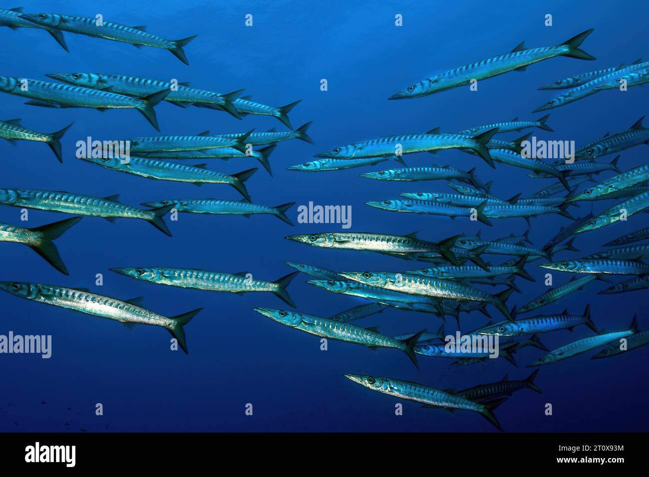 School Shoal of European Barracuda Mediterranean Barracuda (Sphyraena ...