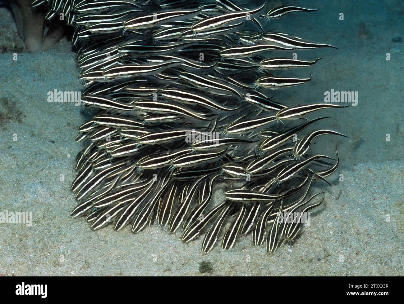 Group Shoal of venomous striped eel catfish (Plotosus lineatus) with ...