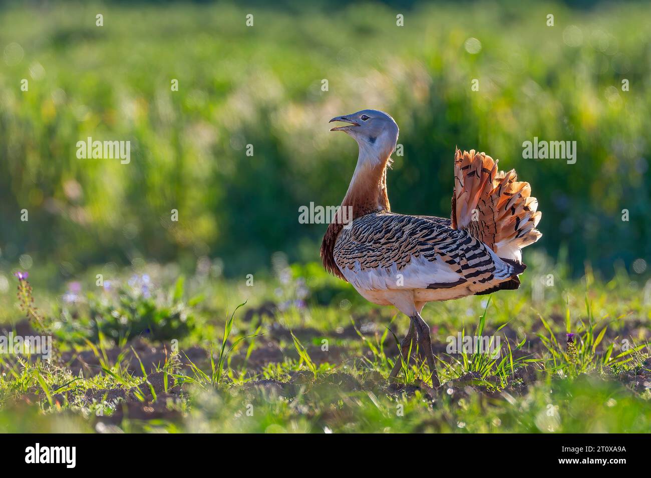 Great bustard (Otis tarda) mating male, heaviest flying bird, La Serena ...