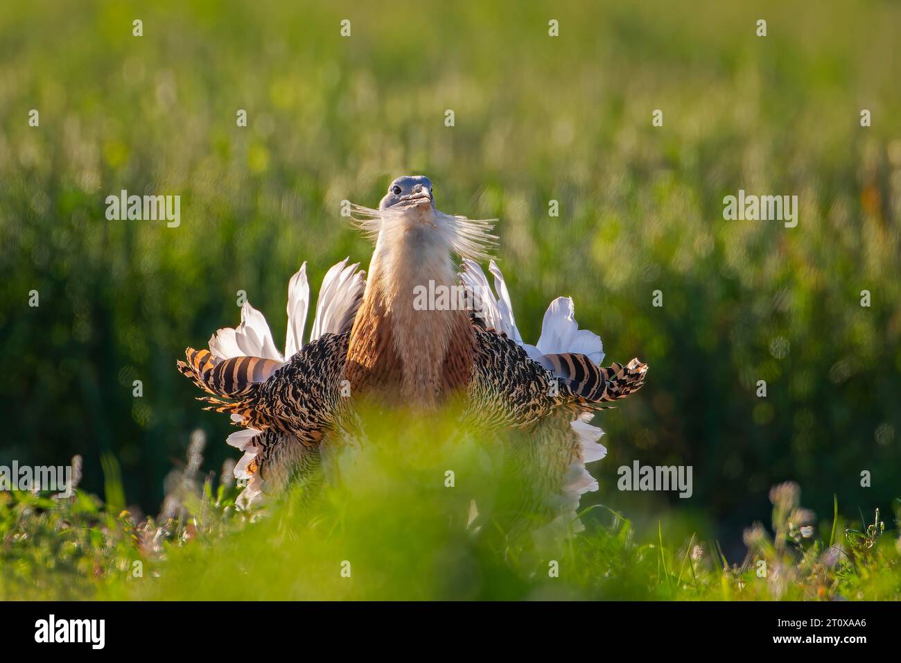 Great bustard (Otis tarda) mating male, spread beard feathers and wings ...