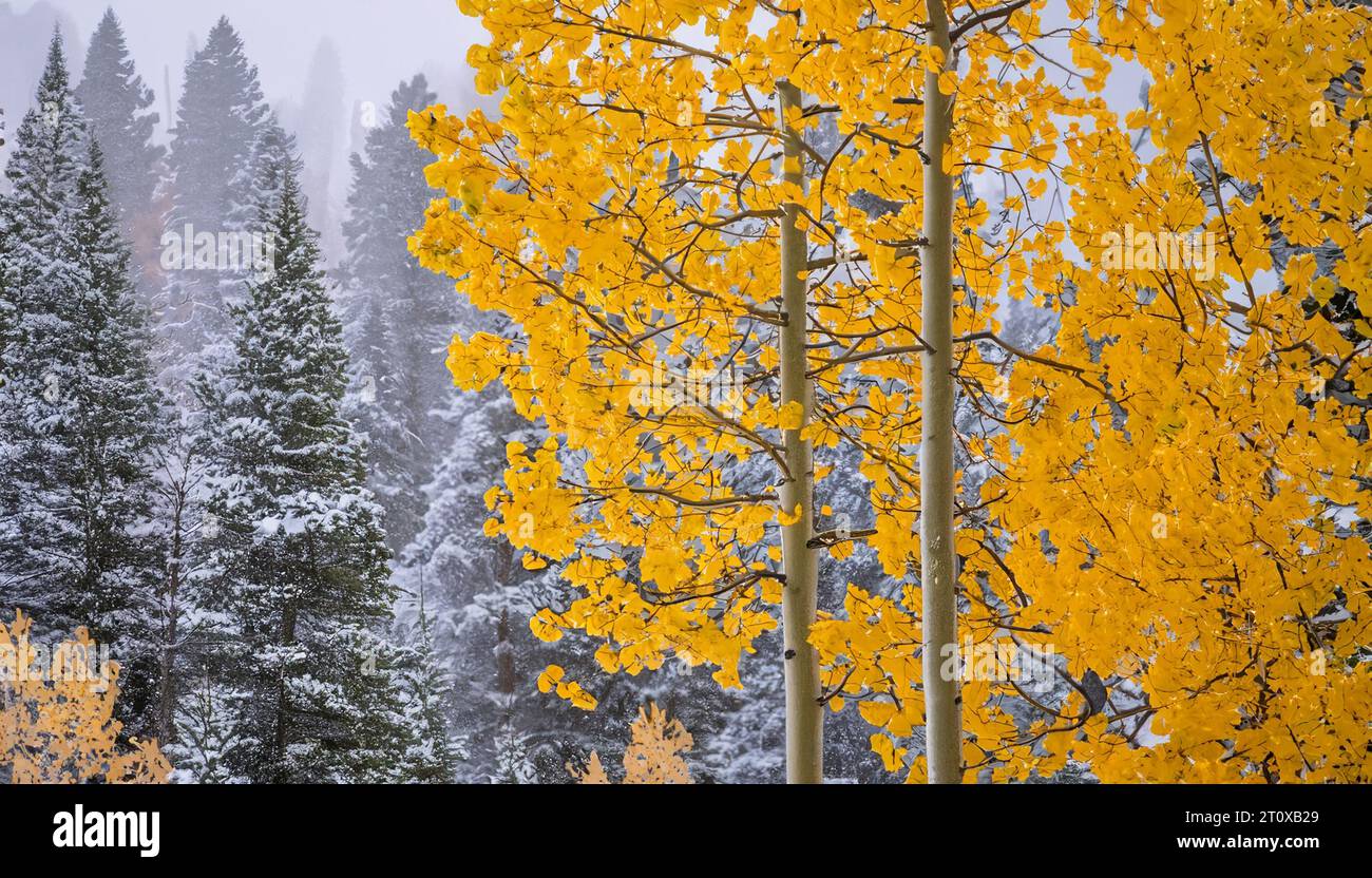 Digital painting of yellow leafed Aspen trees contrasted with ...