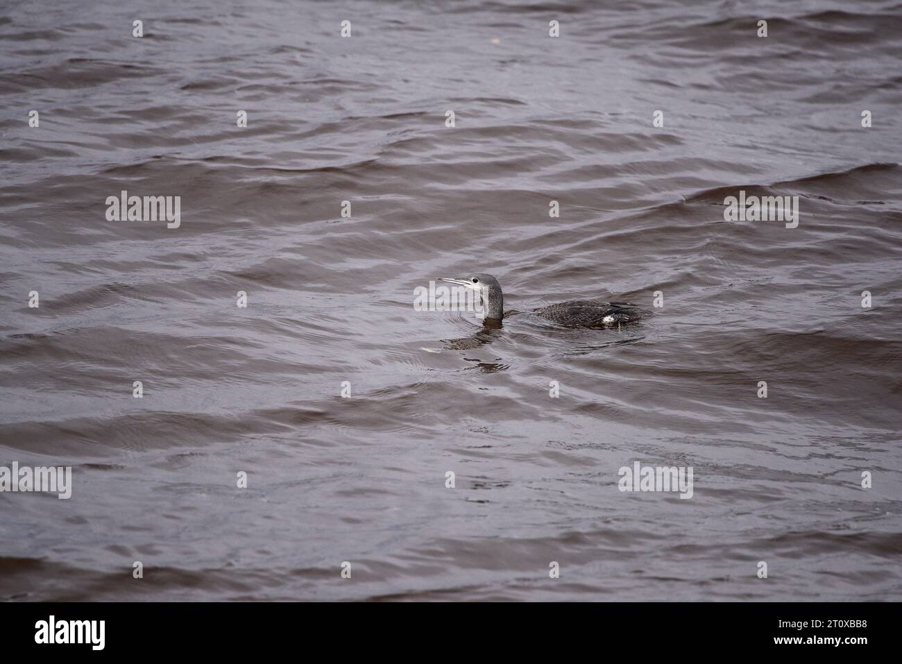 Loon swimming underwater hi-res stock photography and images - Alamy