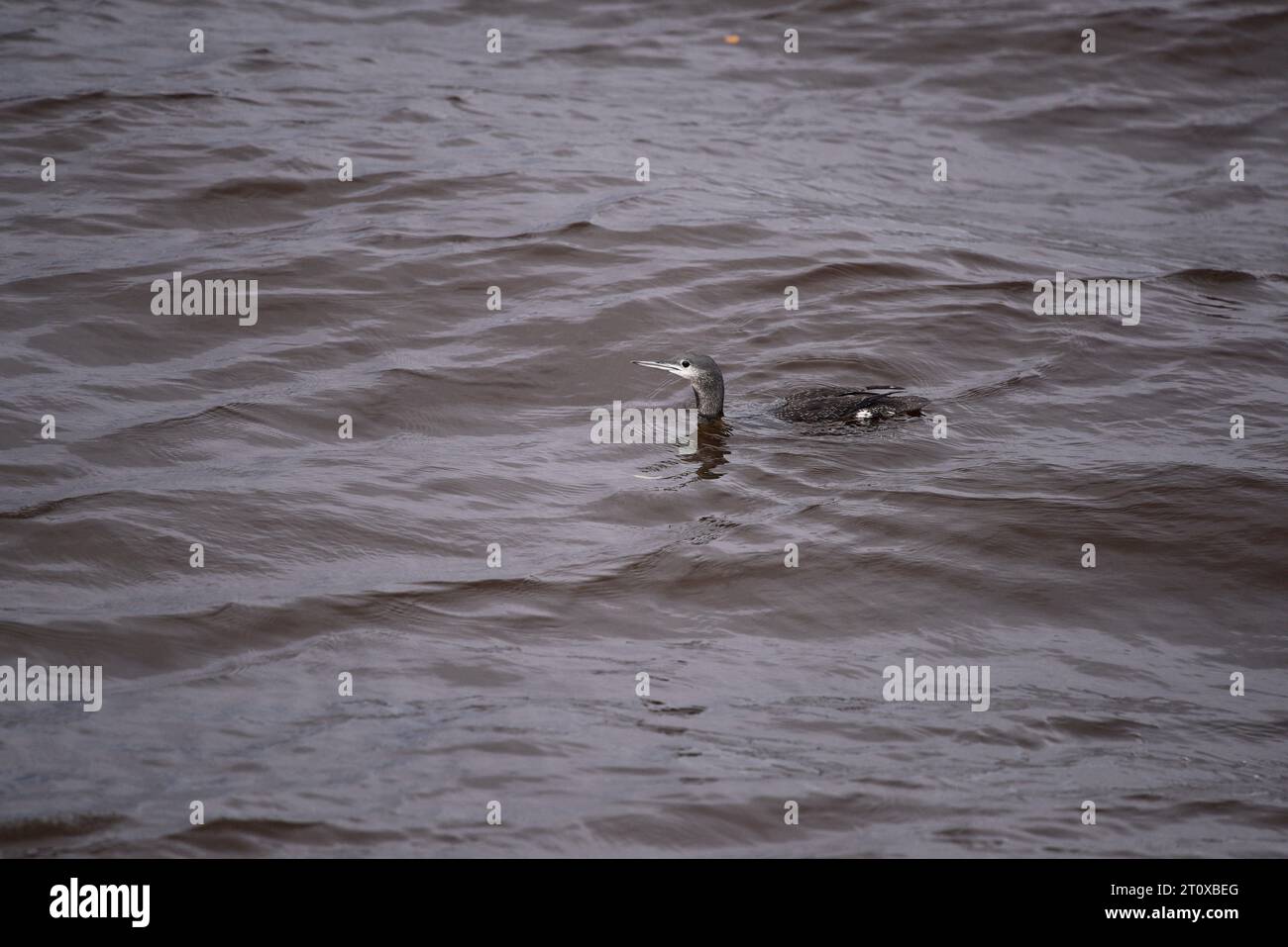 Loon swimming underwater hi-res stock photography and images - Alamy