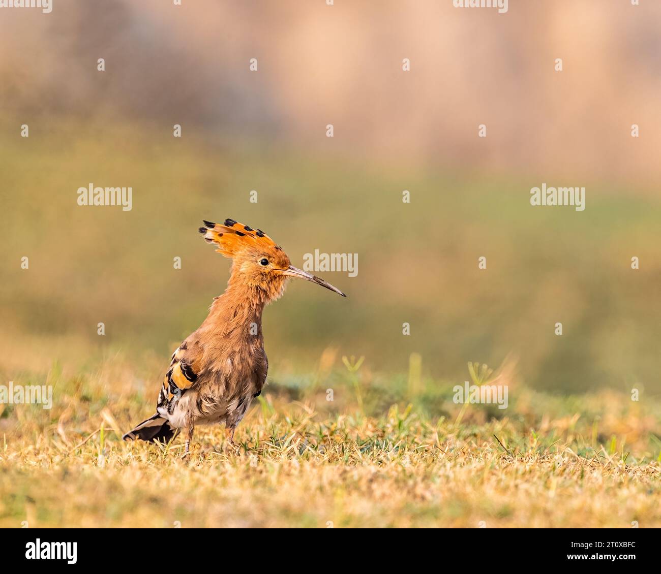 Forward crest hi-res stock photography and images - Alamy