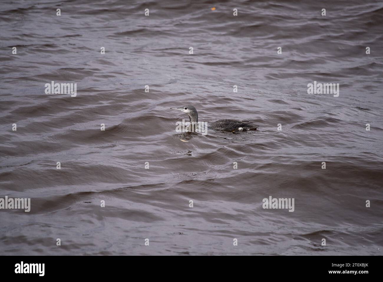 Loon swimming underwater hi-res stock photography and images - Alamy
