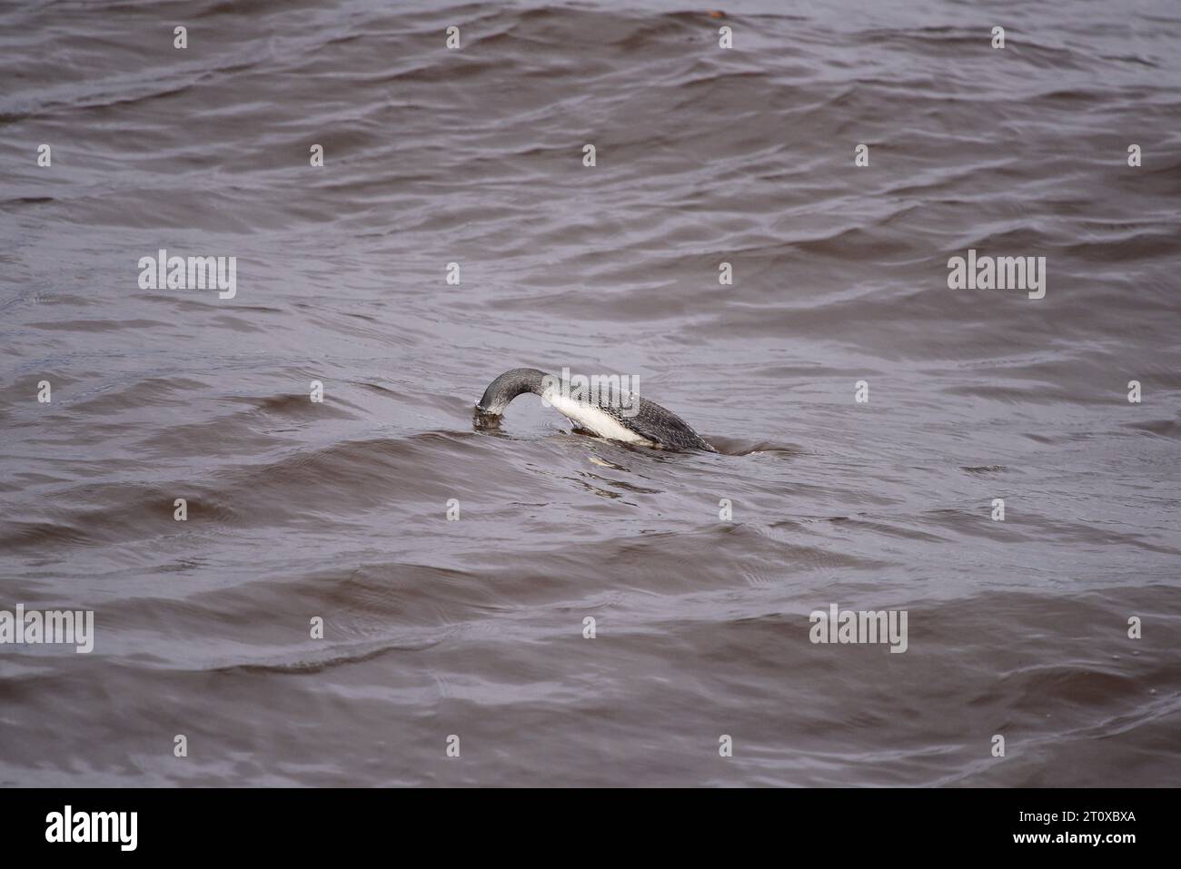 Loon swimming underwater hi-res stock photography and images - Alamy