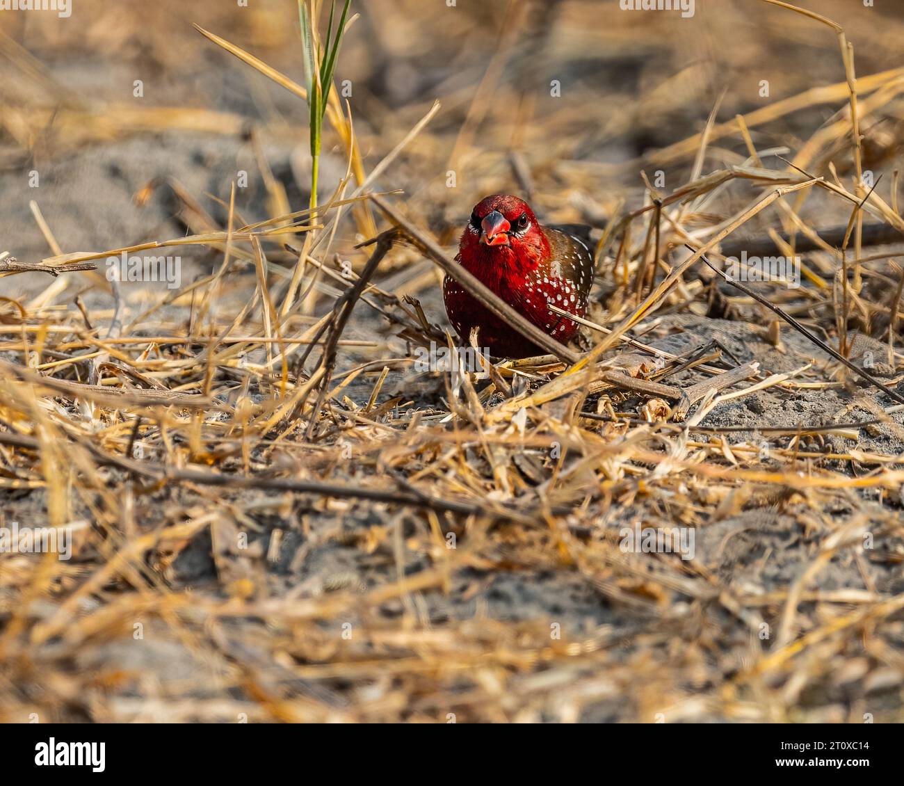 Avadavat and india hi-res stock photography and images - Alamy