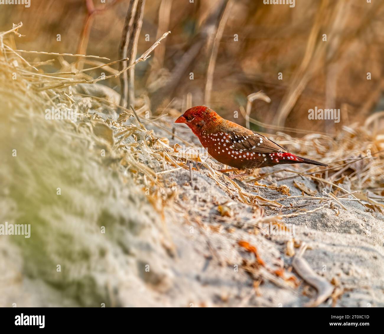 Red cardinal bird in india hi-res stock photography and images - Alamy