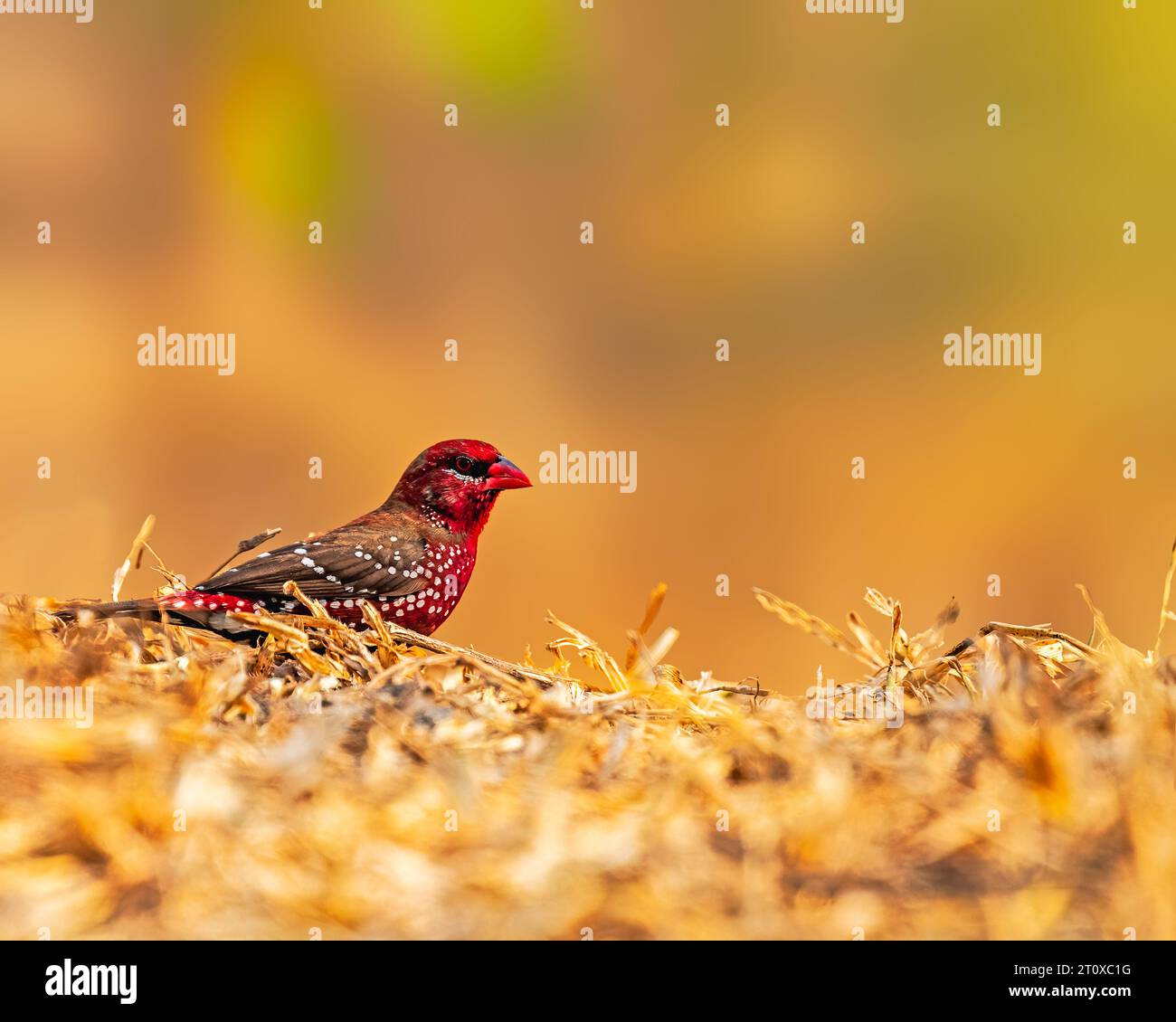 Red cardinal bird in india hi-res stock photography and images - Alamy