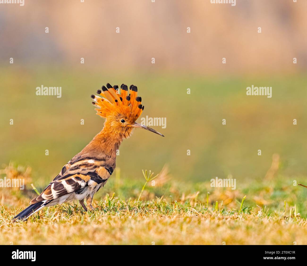 A Hoopoe with open crest in field Stock Photo - Alamy