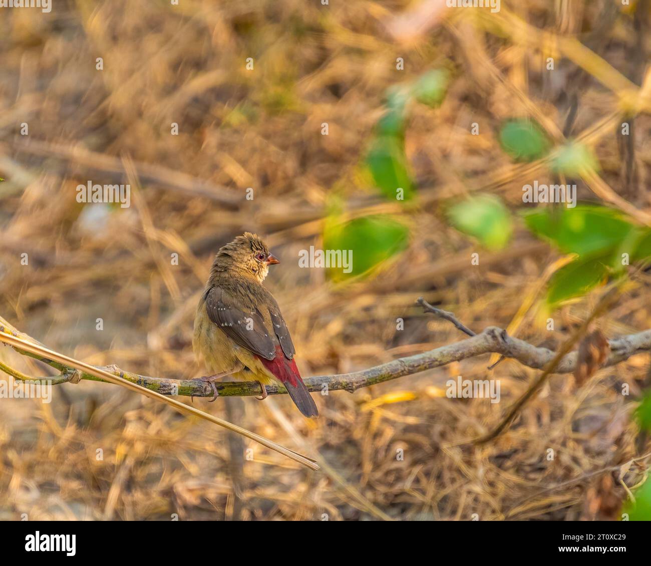 Avadavat and india hi-res stock photography and images - Alamy