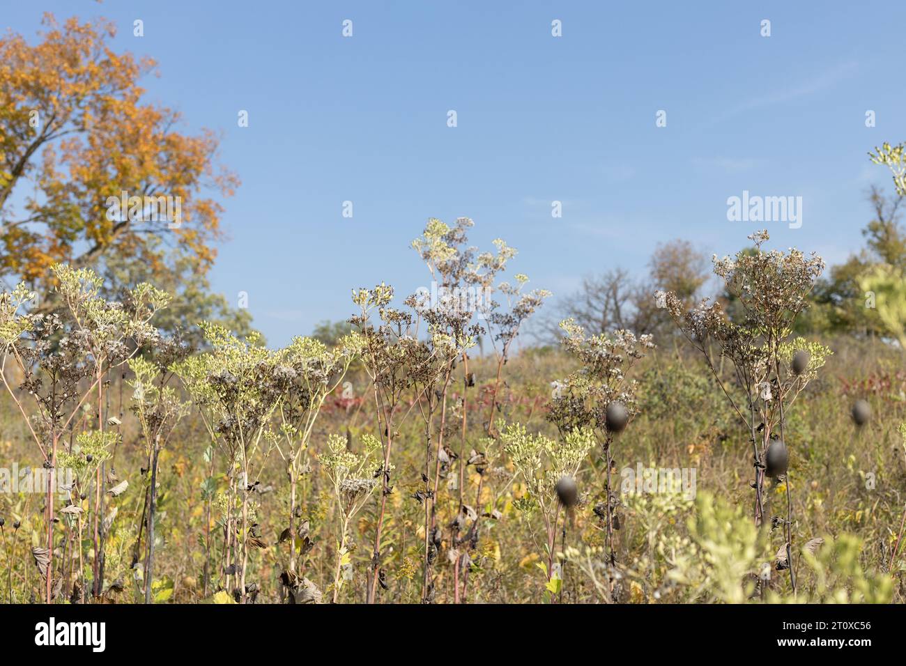 A prairie in early autumn in Minnesota Stock Photo - Alamy