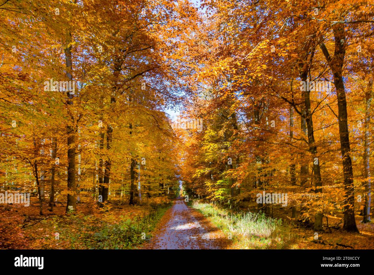 Maple trees crowns with yellow and green foliage in Indian summer Stock ...