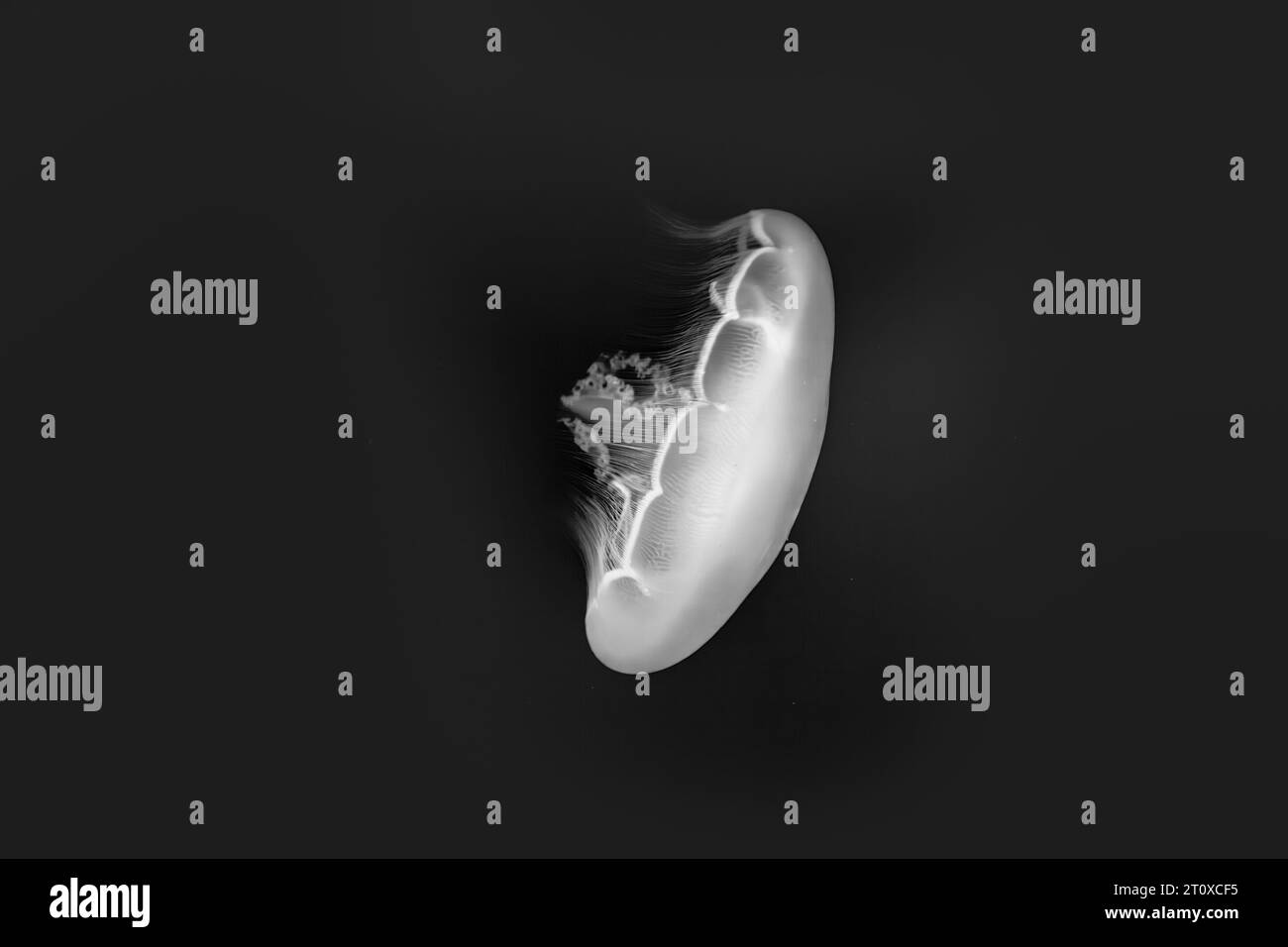 Transparent black white fish Black and White Stock Photos & Images - Alamy