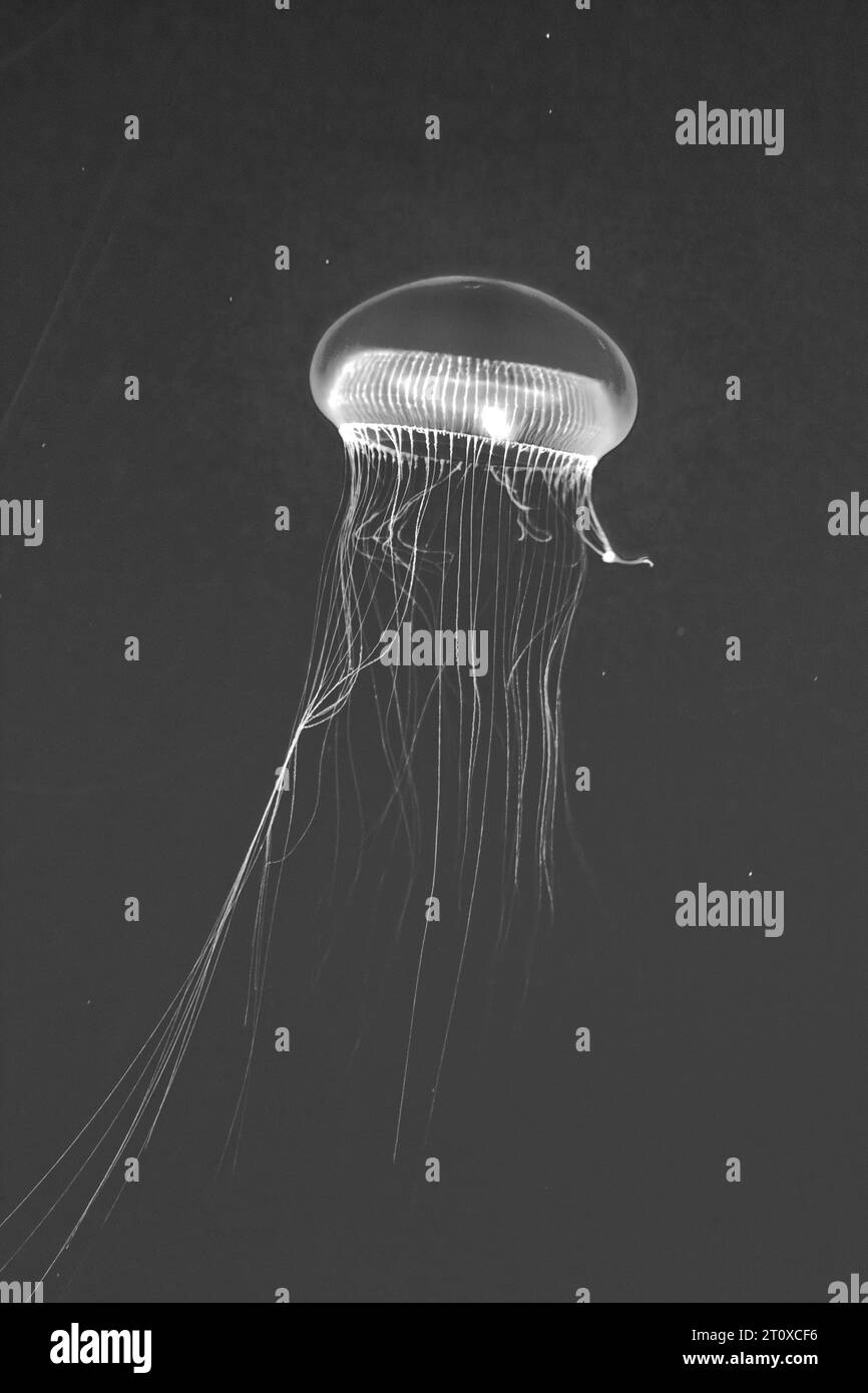 Sea transparent Black and White Stock Photos & Images - Alamy