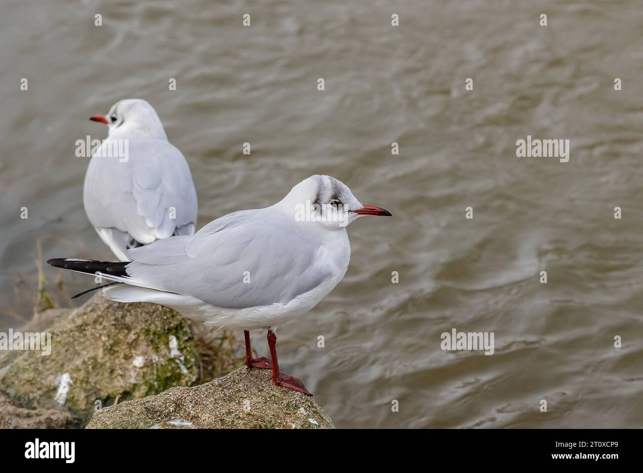 Black-headed gull on a rock next to the water Stock Photo - Alamy