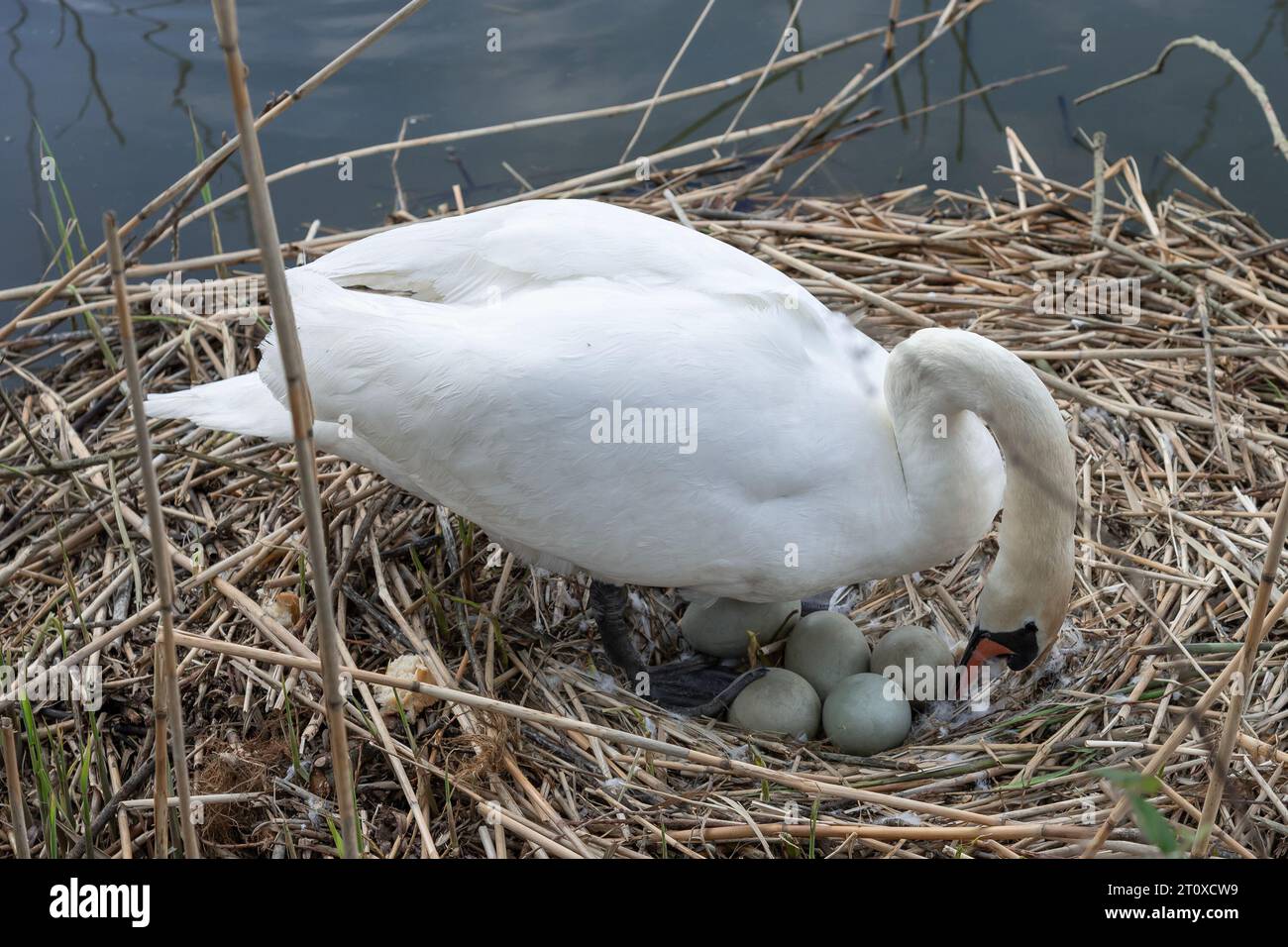 Swans in nest with eggs at French river La Meurthe Stock Photo - Alamy