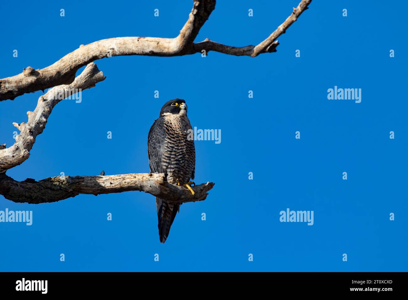 Beautiful Peregrine Falcon perched on dead tree branch at Sacramento ...
