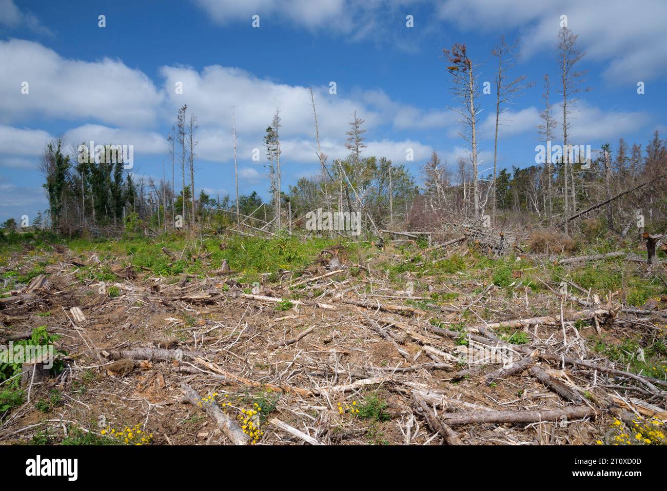 Trees damaged by hurricane Fiona in 2022, in Prince Edward Island ...