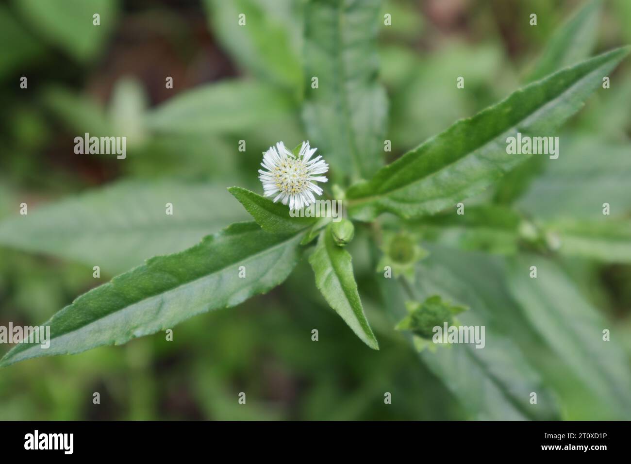 Overhead view of a tiny white flower of a False daisy (Eclipta ...