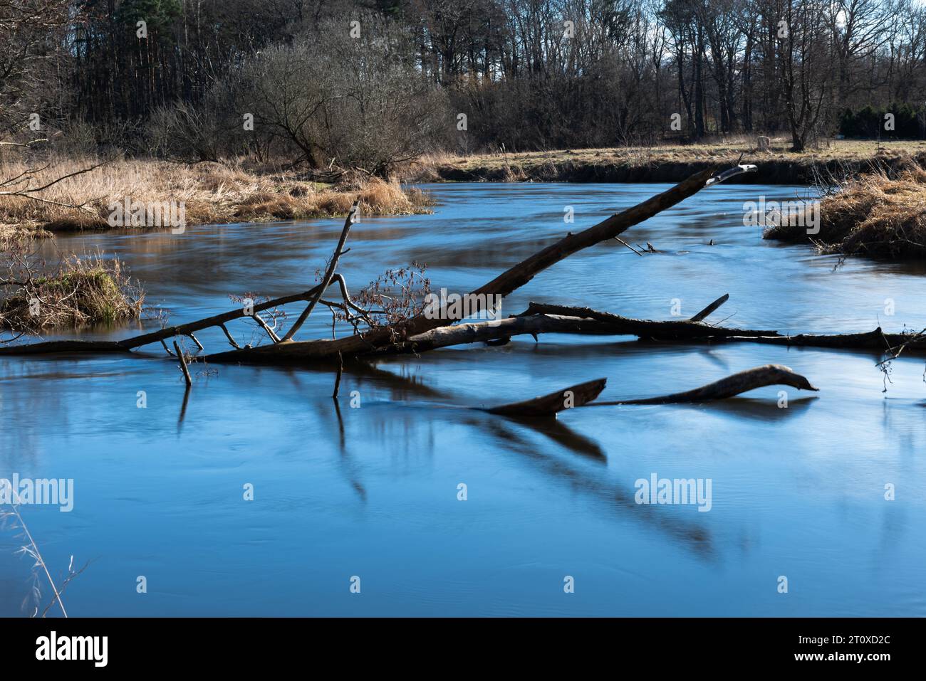 Trees spring panoramic hi-res stock photography and images - Alamy