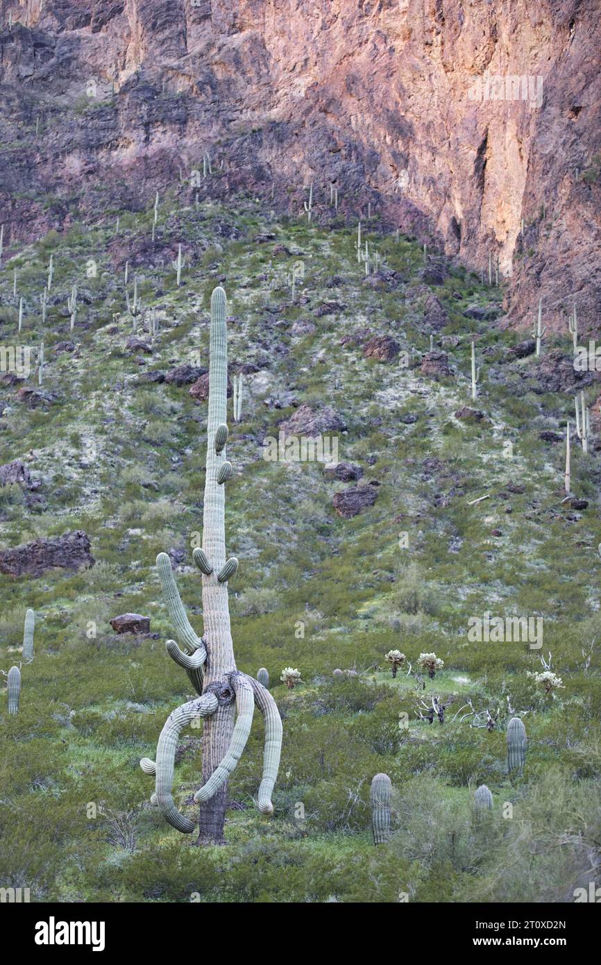 Downward sweeping arms on tall Saguaro cactus on slope in Southwest ...