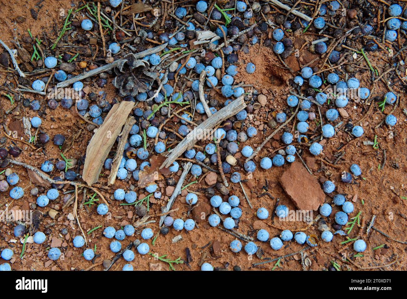 Juniper berries on the ground Stock Photo - Alamy