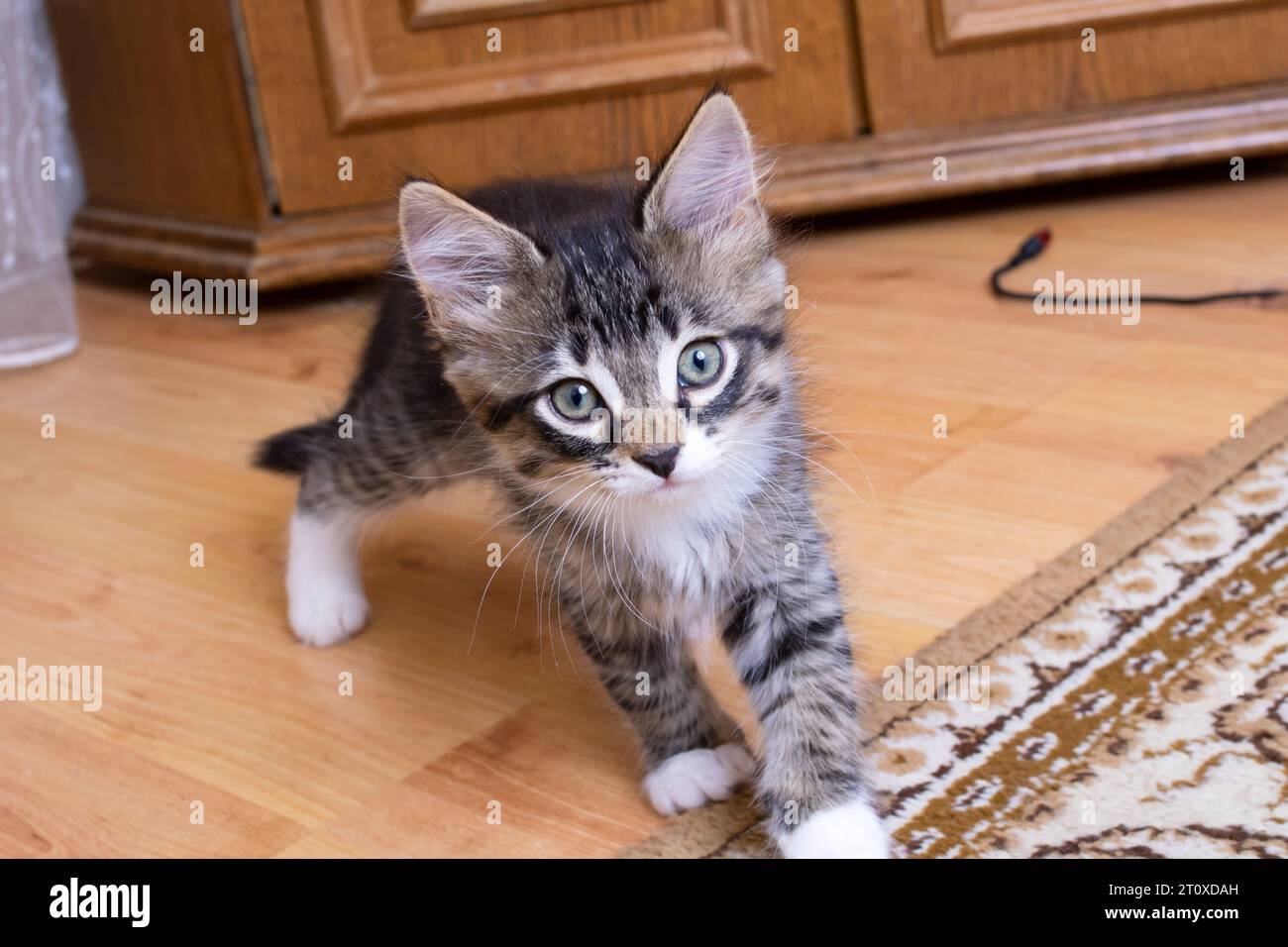 Curious mood hi-res stock photography and images - Alamy